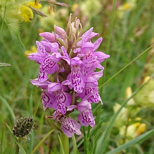 Observations by mircat · iNaturalist