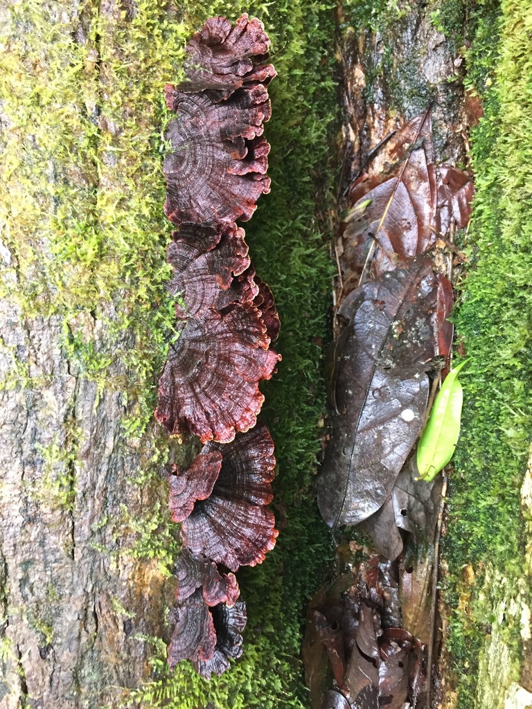 Hymenochaete from Maxwell Road, Woopen Creek, QLD, AU on June 14, 2020 ...