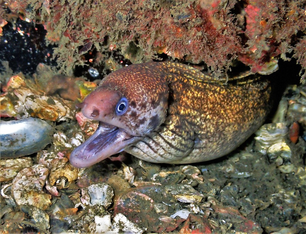 Sieve-patterned Moray from Sydney NSW, Australia on June 16, 2020 at 10 ...