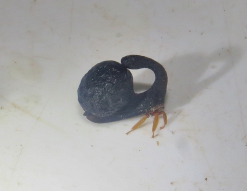 Cladonota inflatus · iNaturalist