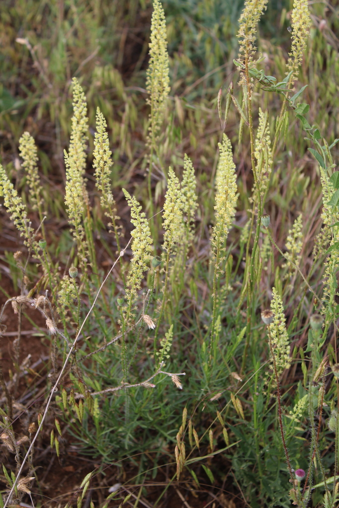 Wild Mignonette (Resedaceae (Mignonette) of the Pacific Northwest ...
