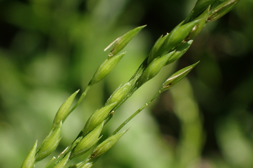 距花黍 (Ichnanthus pallens)