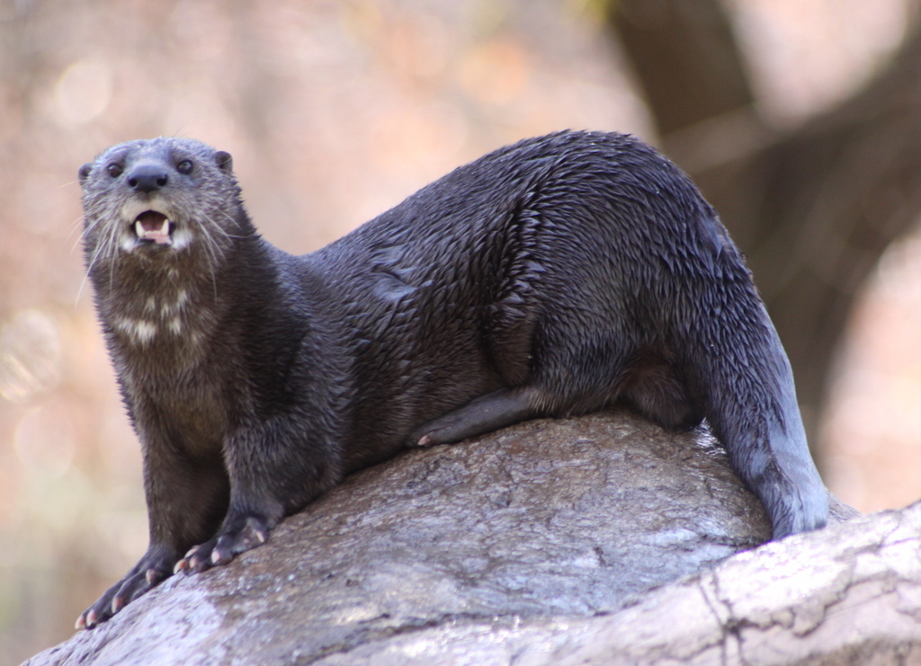Spotted-necked Otter (Hydrictis maculicollis) - Know Your Mammals