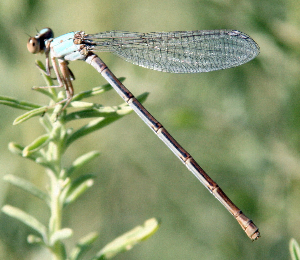 Powdered Dancer (Dragonflies and Damselflies of Alabama) · iNaturalist