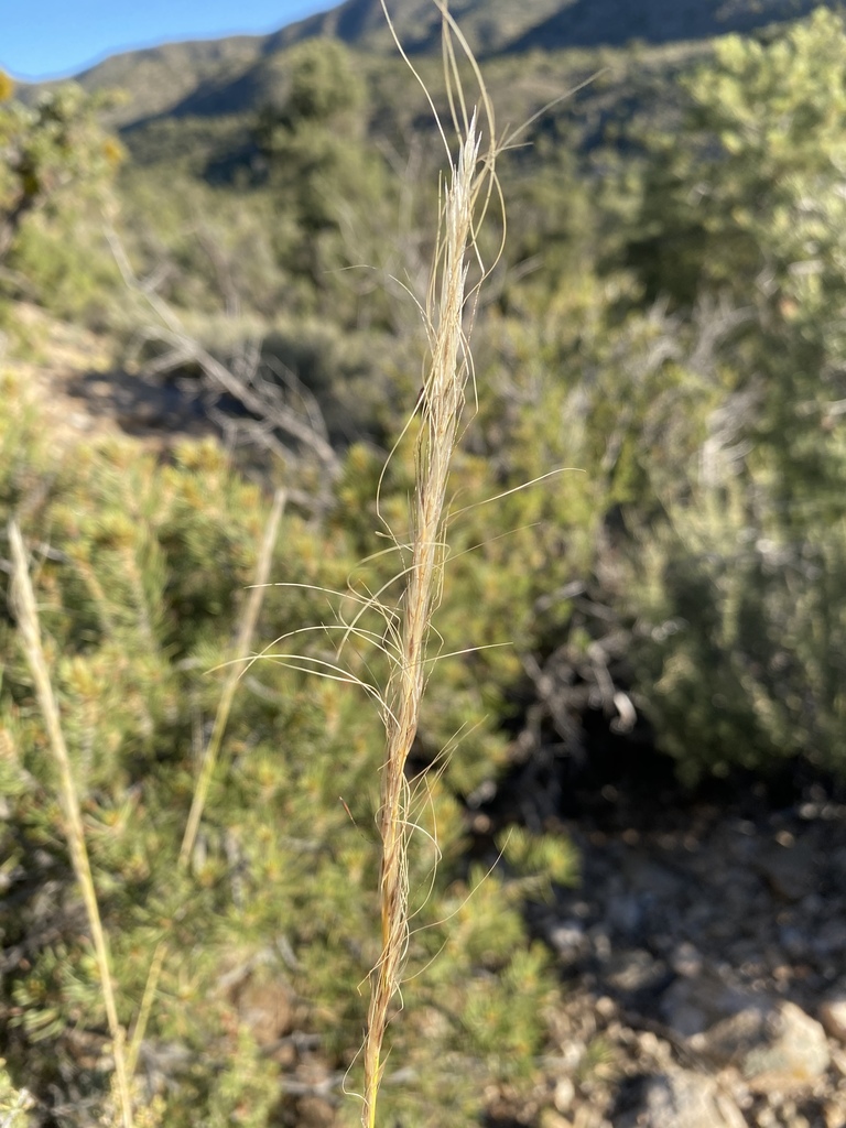 mormon needle grass from Jean, NV, US on June 16, 2020 at 06:23 AM by ...
