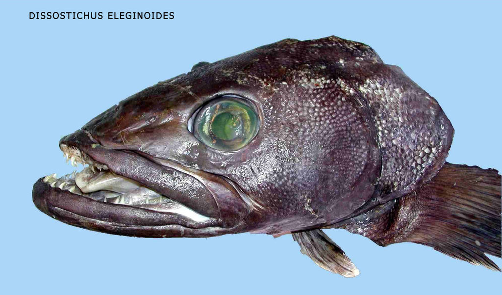 Patagonian Toothfish (Dissostichus eleginoides) - Marine Life ...