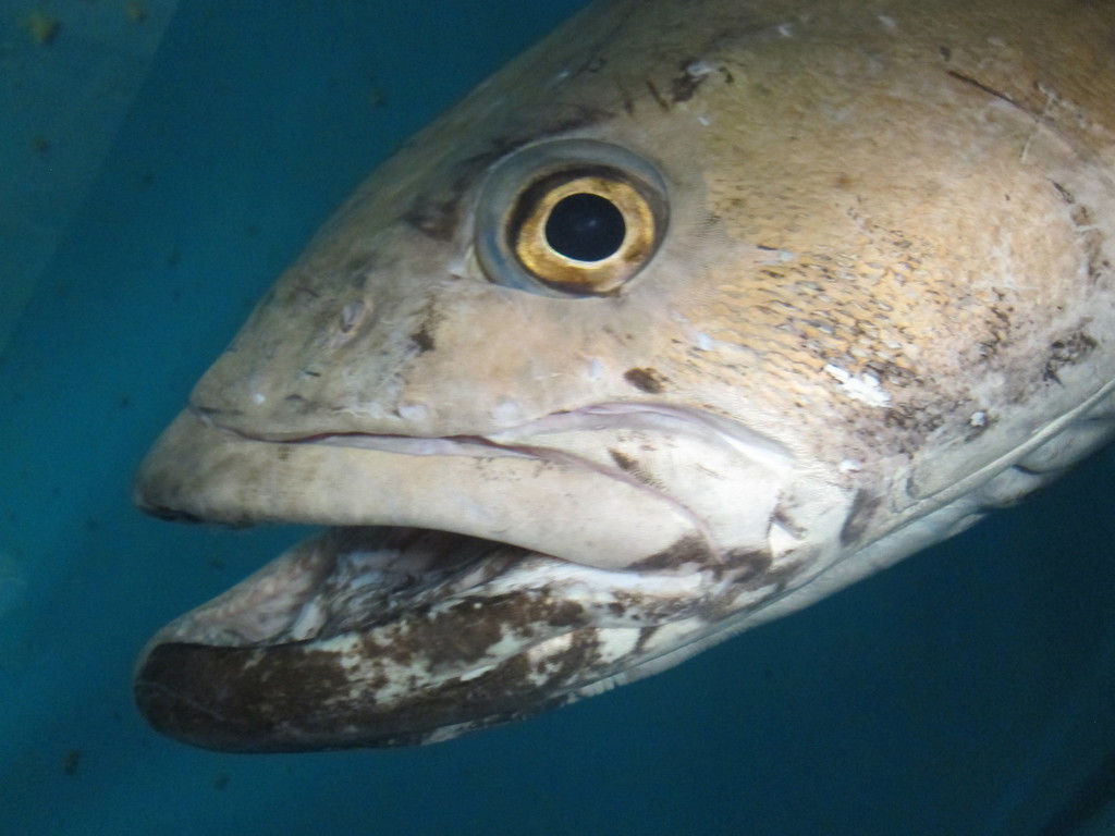 Antarctic toothfish (Dissostichus mawsoni) - Marine Life Identification