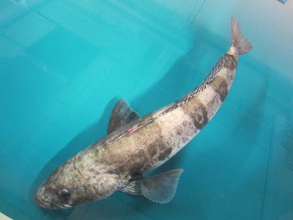 Antarctic toothfish (Dissostichus mawsoni) - Marine Life Identification