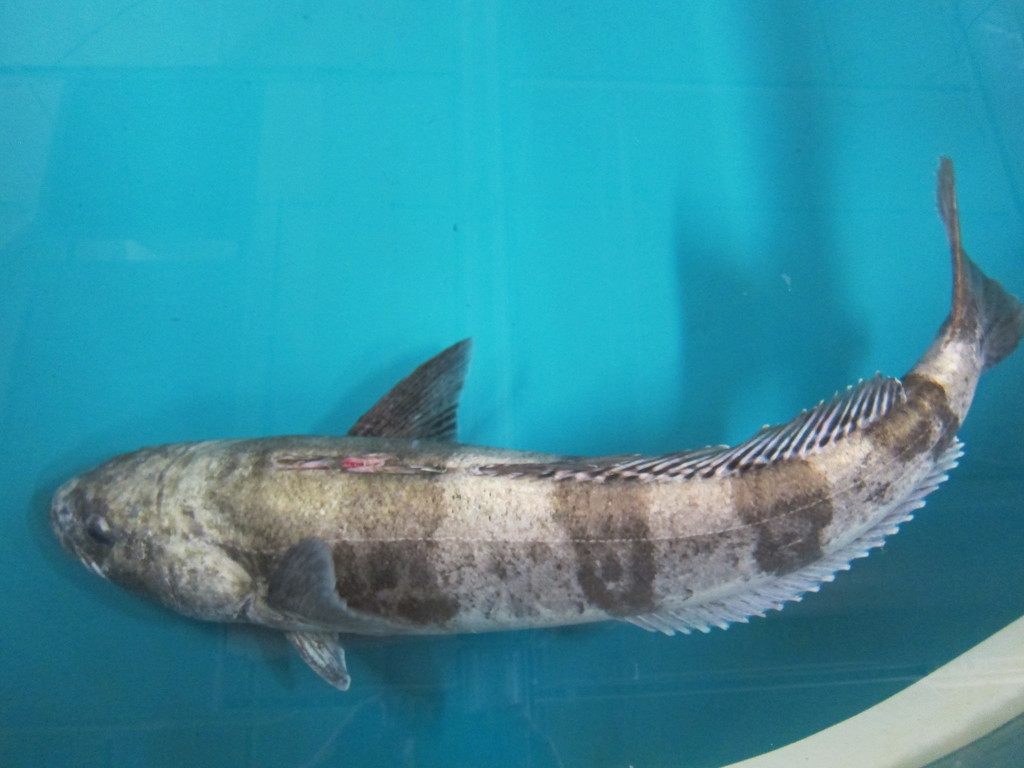 Antarctic toothfish (Dissostichus mawsoni) - Marine Life Identification