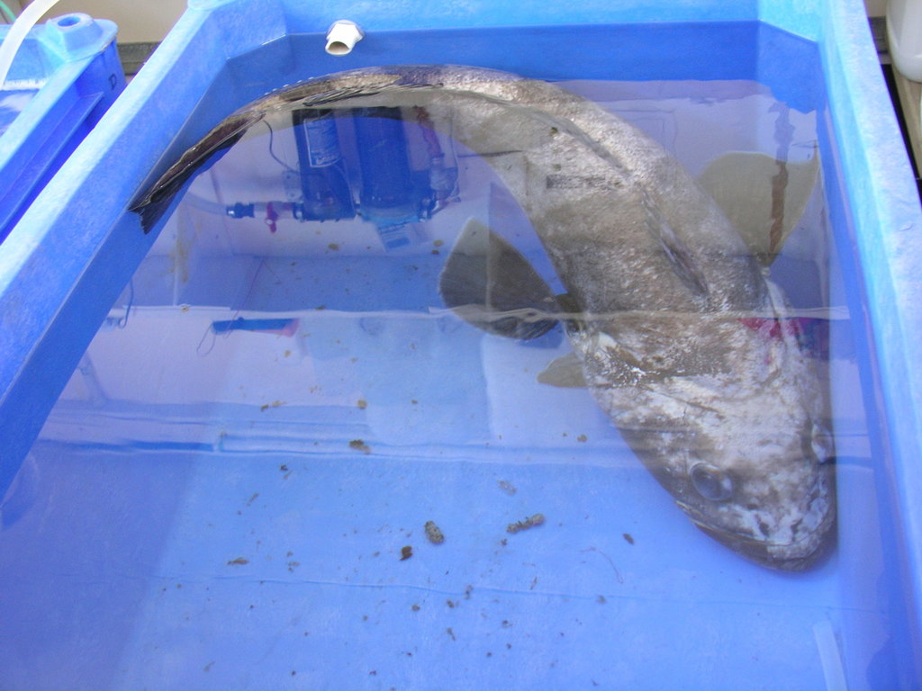 Antarctic toothfish (Dissostichus mawsoni) - Marine Life Identification