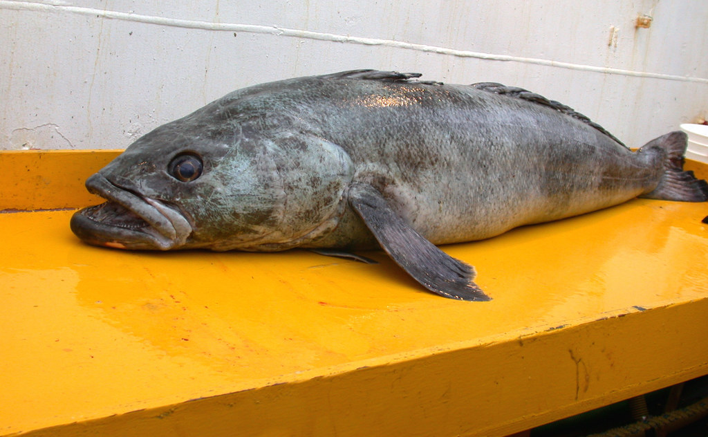 Antarctic toothfish (Dissostichus mawsoni) - Marine Life Identification
