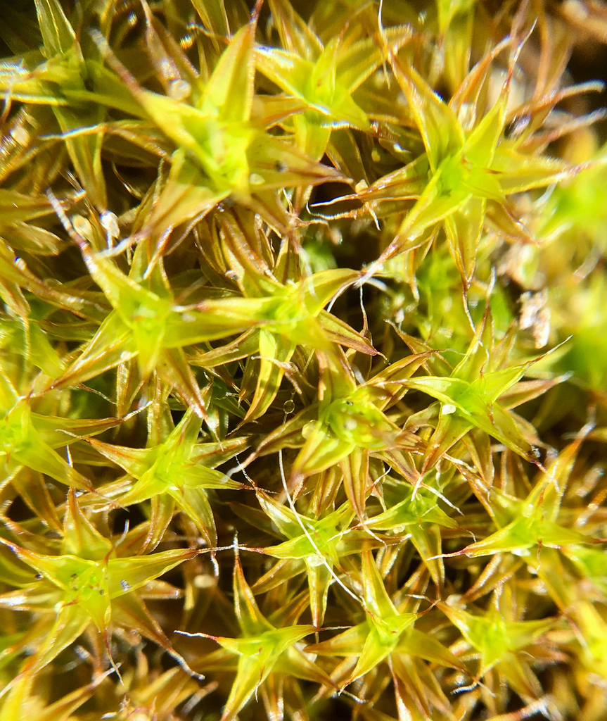 Sand-hill Screw-moss (Syntrichia ruraliformis) - Botanical Realm