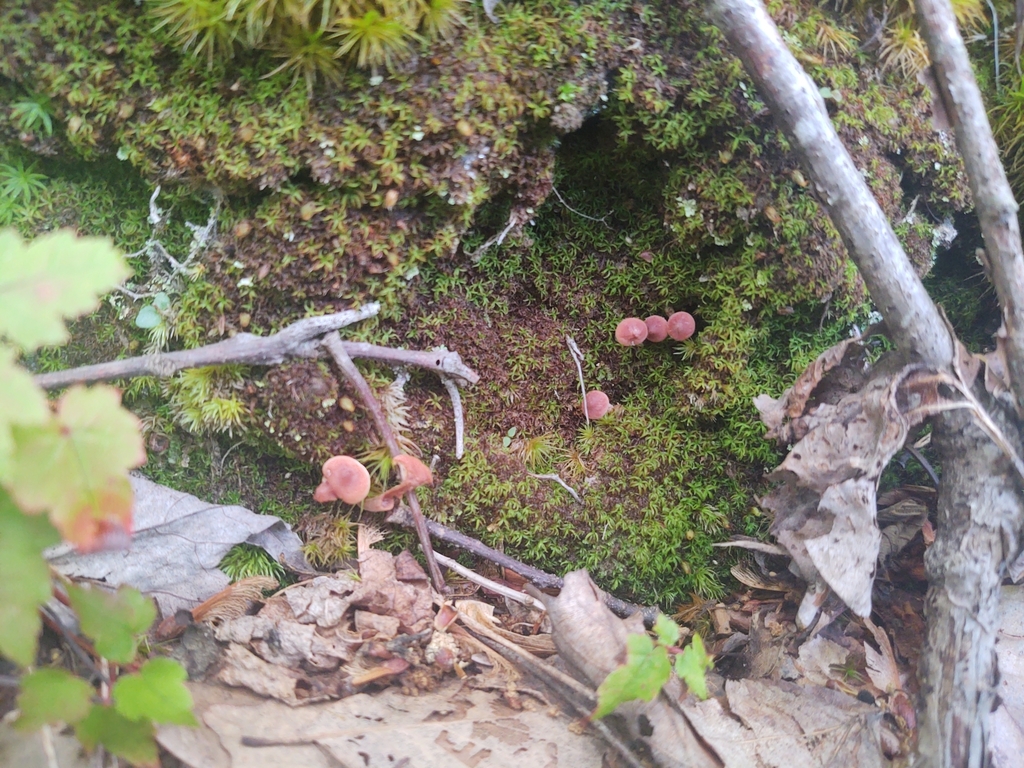 Curry Milkcap from 4, VA, USA on June 15, 2020 at 03:22 PM by Adam ...