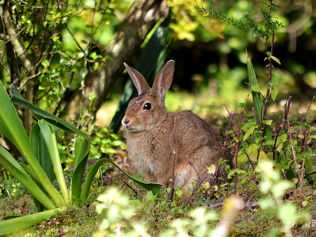 Wild European rabbit (Oryctolagus cuniculus cuniculus) - Know Your Mammals