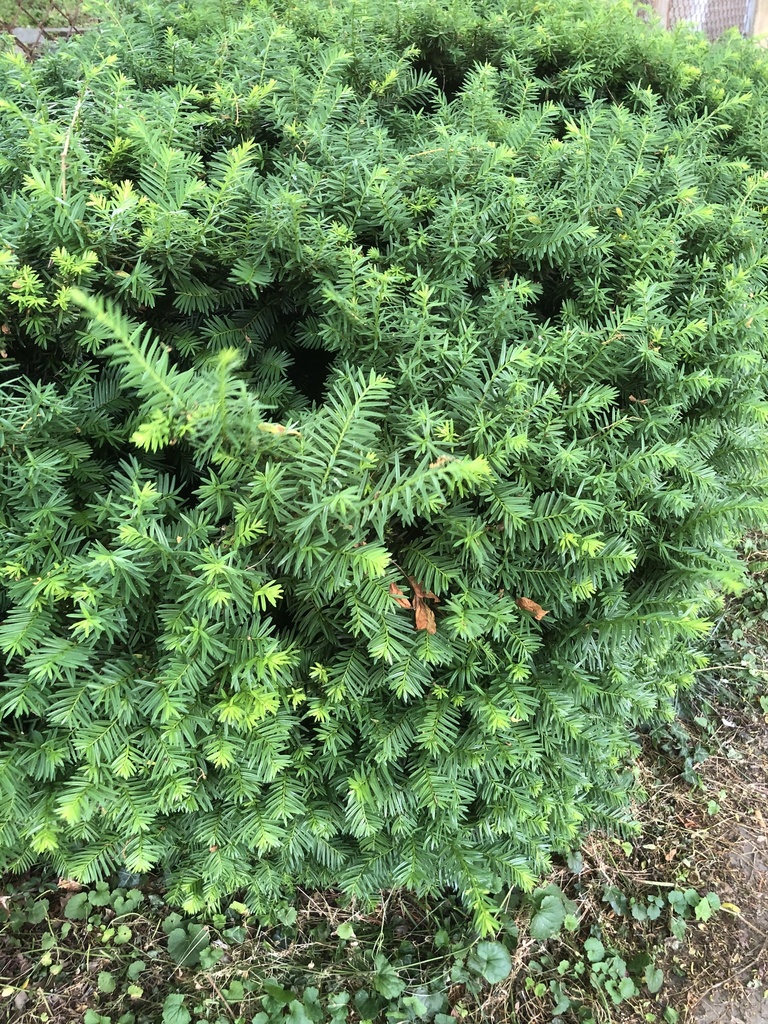 Japanese yew from Staten Island, New York, NY, US on June 10, 2020 at ...