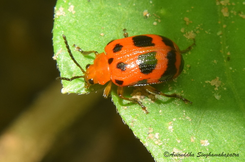 Sphenoraia hopei · iNaturalist United Kingdom