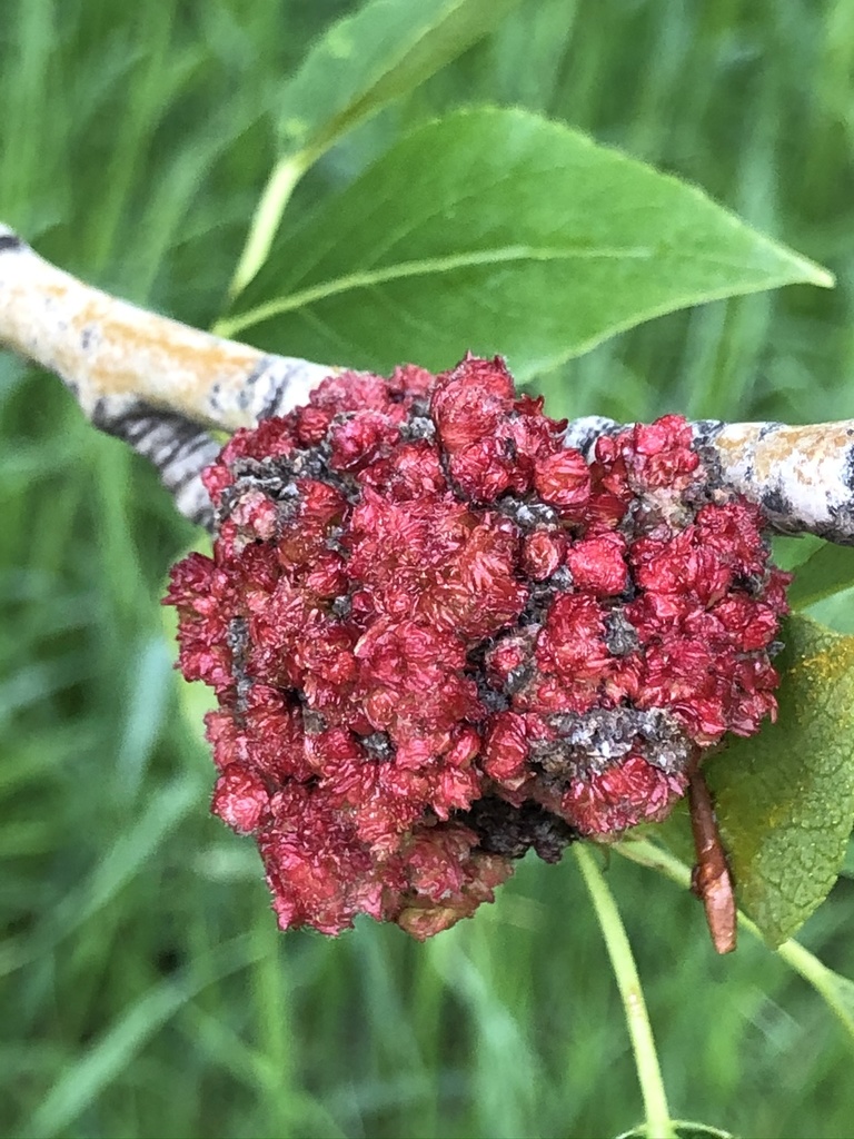 Poplar Budgall Mite from Stanley Park, Calgary, AB, CA on June 4, 2020 ...