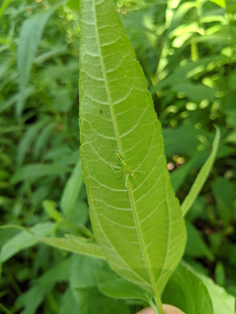 Pale Green Assassin Bug from Elgin Township, IL, USA on June 16, 2020 ...