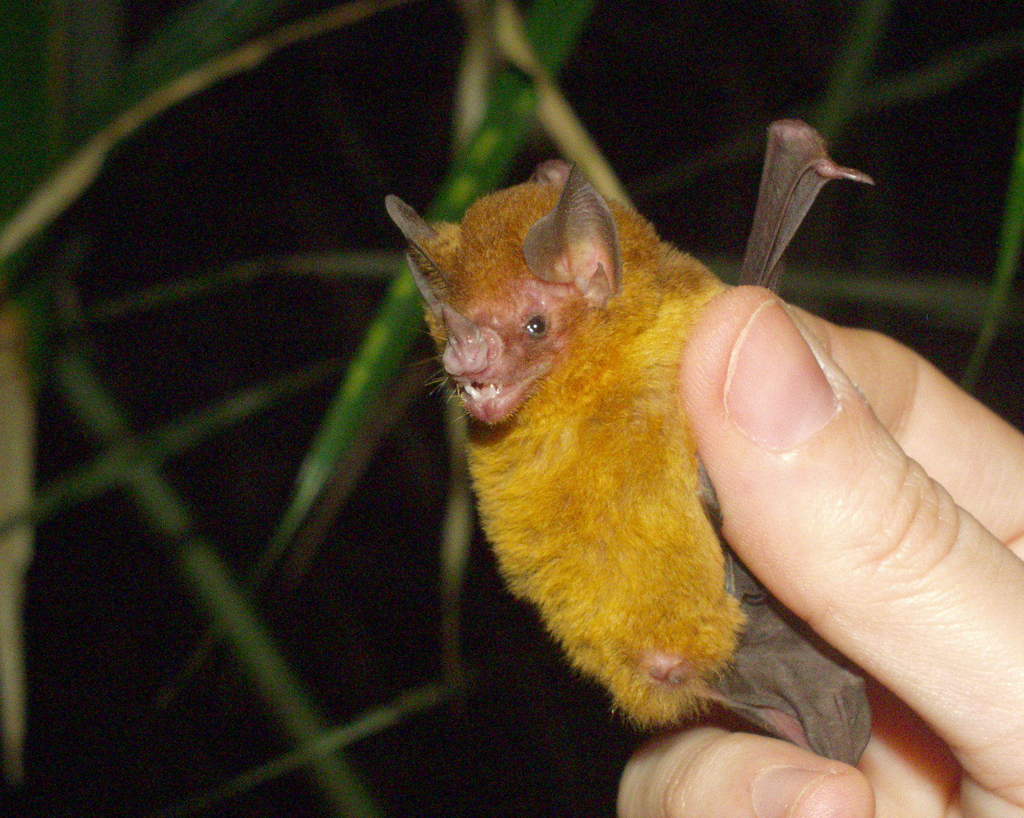 Murciélago orejón de garganta amarilla (Murciélagos de Veracruz ...