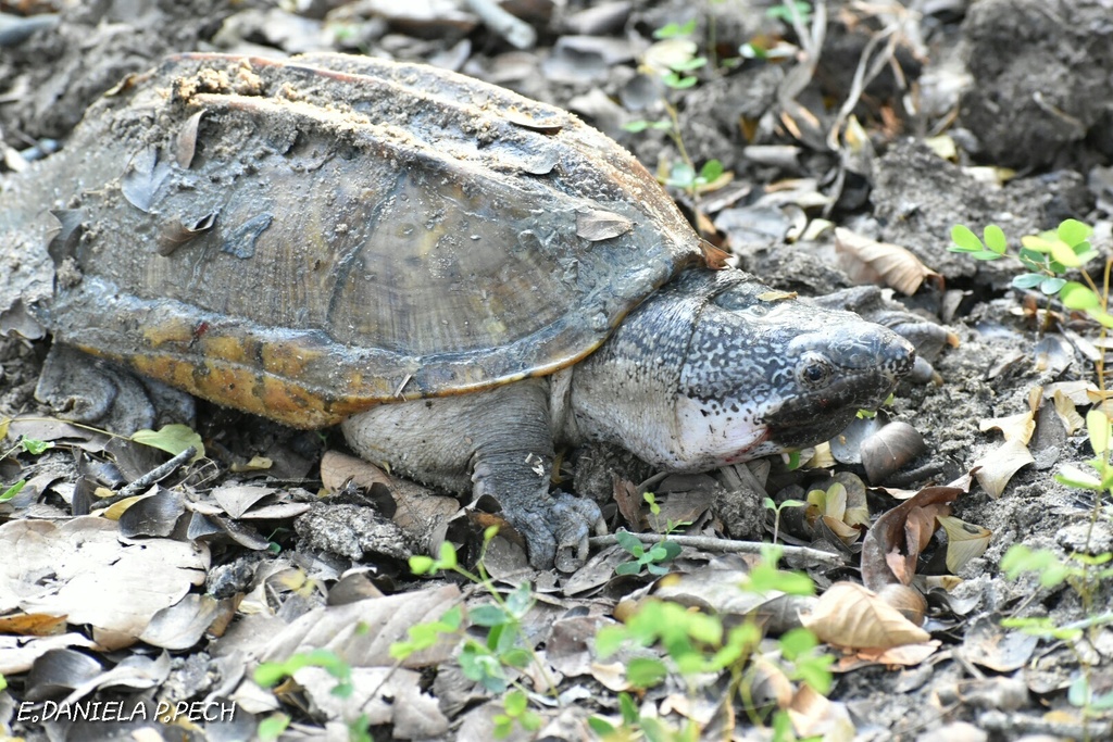 Mexican Giant Musk Turtle from La Tuza, Chis., México on May 21, 2020 ...