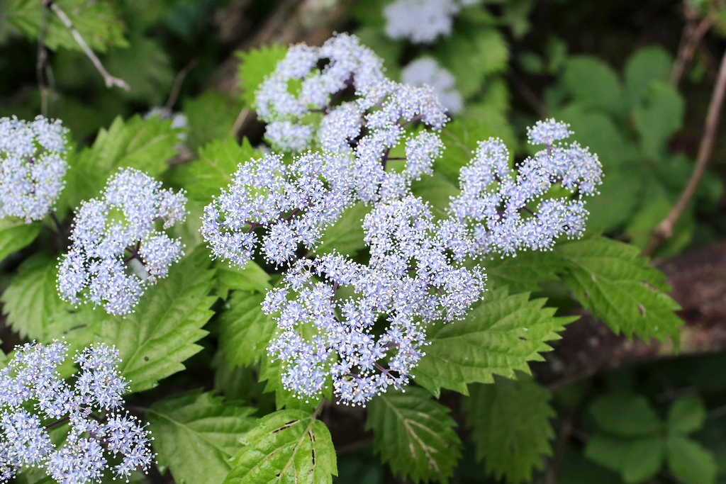 hydrangea family (Hydrangeaceae (Hydrangea) of the Pacific Northwest ...