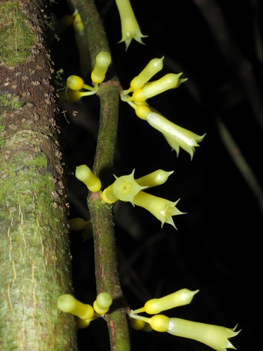 Genus Patima · iNaturalist