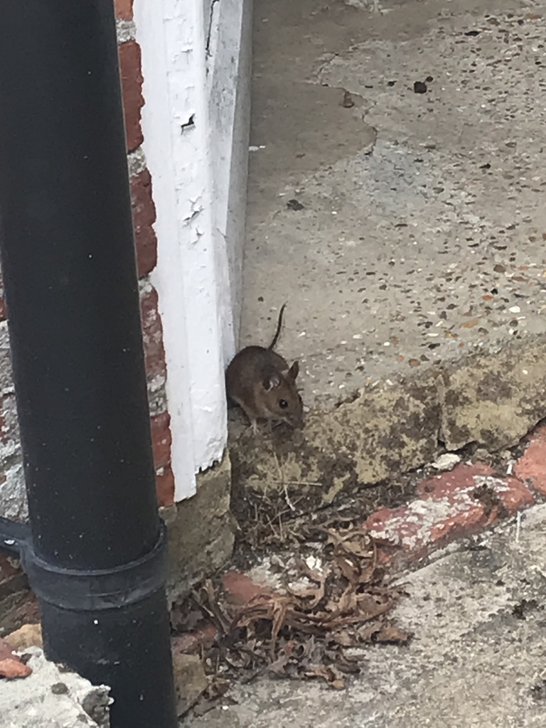European Wood Mouse from Great Britain, Cranbrook, England, GB on June ...