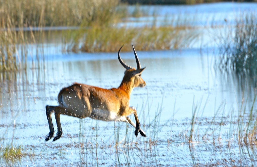 Red Lechwe in June 2014 by Don Lipmanson · iNaturalist