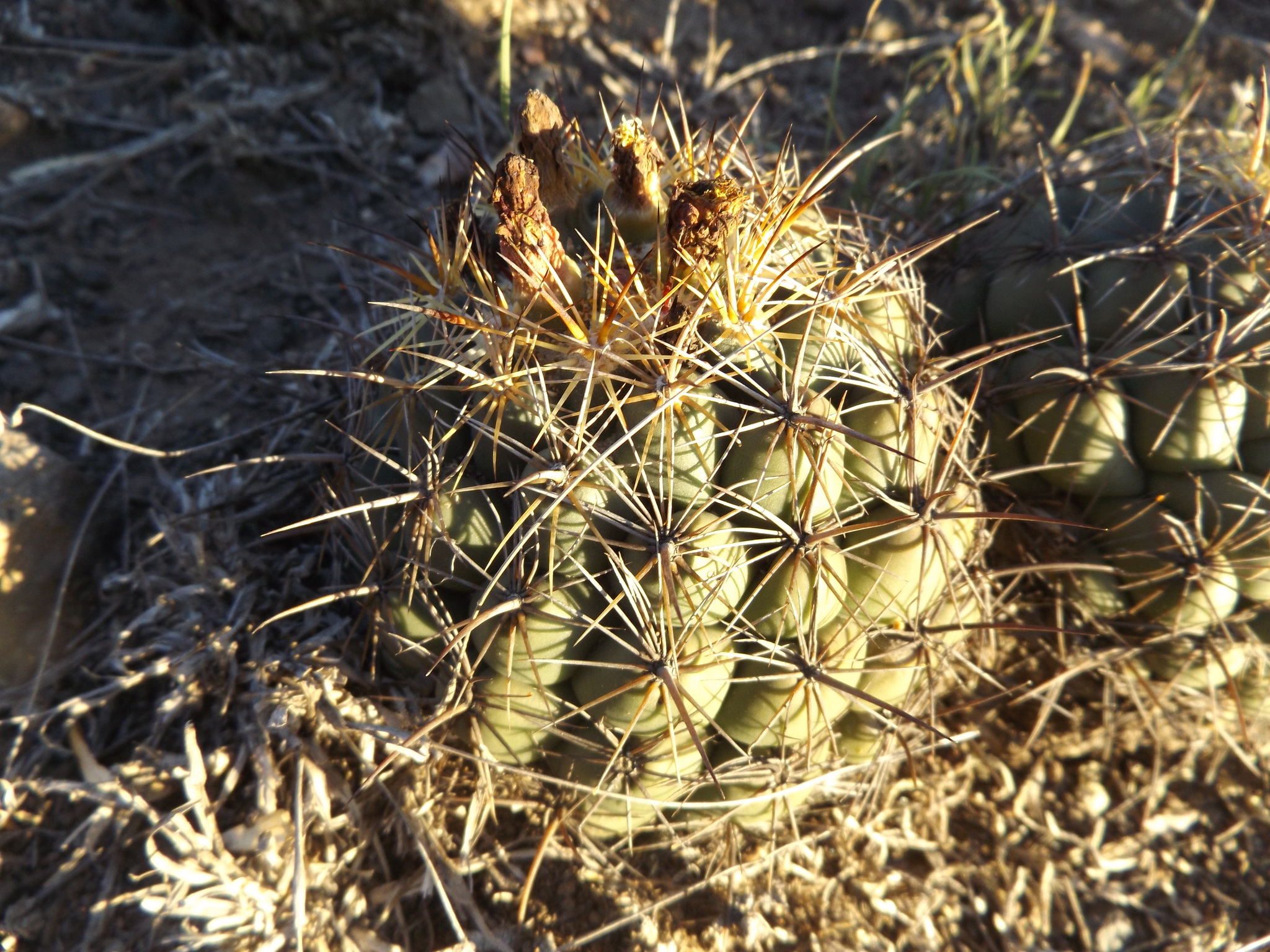 Coryphantha cornifera (DC.) Lem.