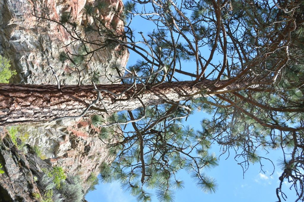 Ponderosa Pine from Vaseux, Okanagan-Similkameen, British Columbia ...