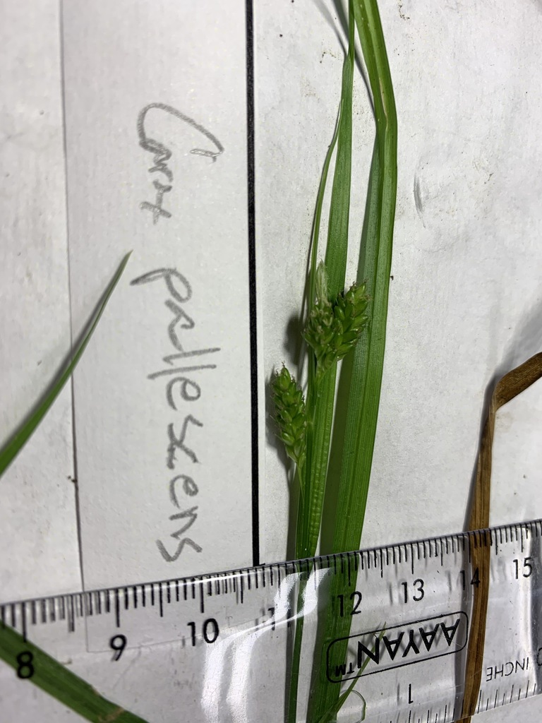 pale sedge from Wilmington, NY, USA on June 16, 2020 at 01:28 PM by ...