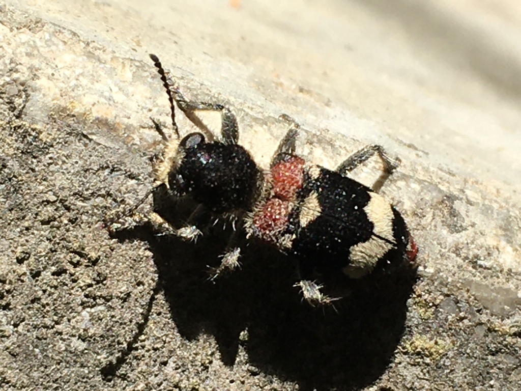 Clerus mutillarius from Rruga Martirët Bushi on May 22, 2020 at 09:43 ...
