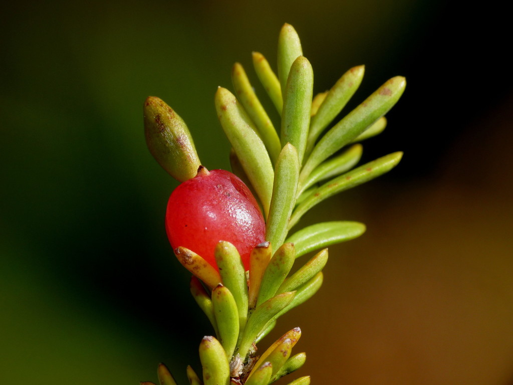 snow totara from Kahurangi National Park 7073, New Zealand on February ...