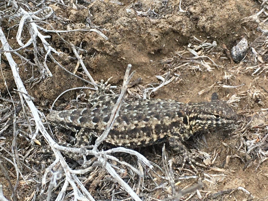 Common Side-blotched Lizard from Snake River Birds of Prey National ...