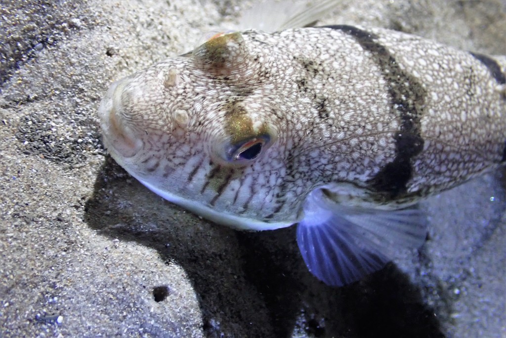 Weeping Toadfish (Torquigener pleurogramma) - Marine Life Identification