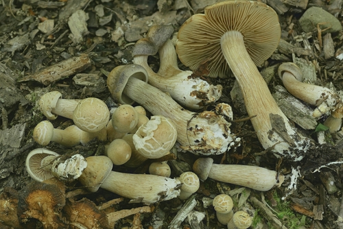 Agrocybe flexuosipes · iNaturalist
