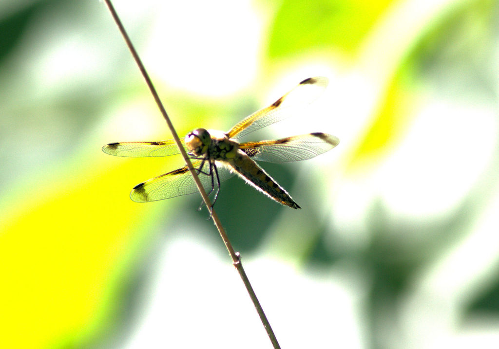 Four-spotted Skimmer from 799-601 Duthill Rd, Wallaceburg, ON N8A 4L2 ...