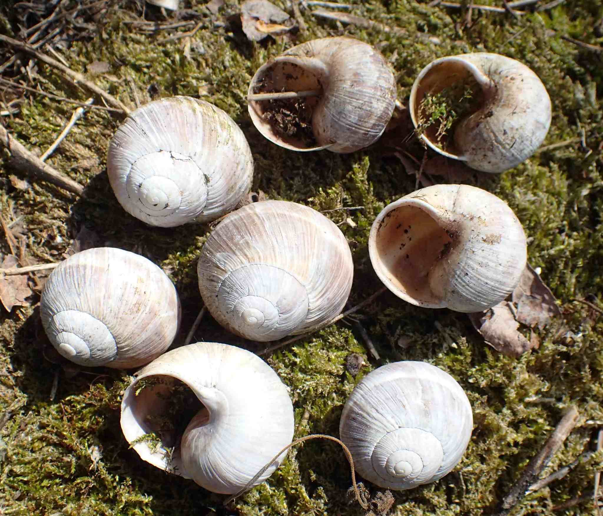 Helix cincta O.F.Müller, 1774