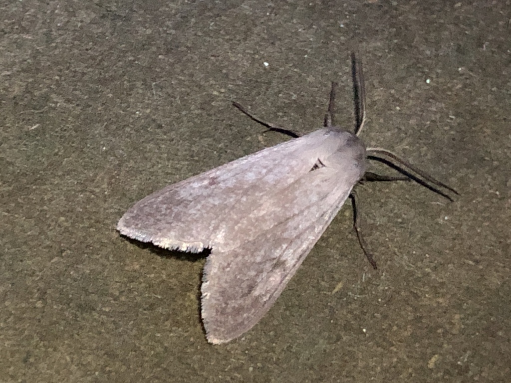Milkweed Tussock Moth in June 2020 by smwhite · iNaturalist