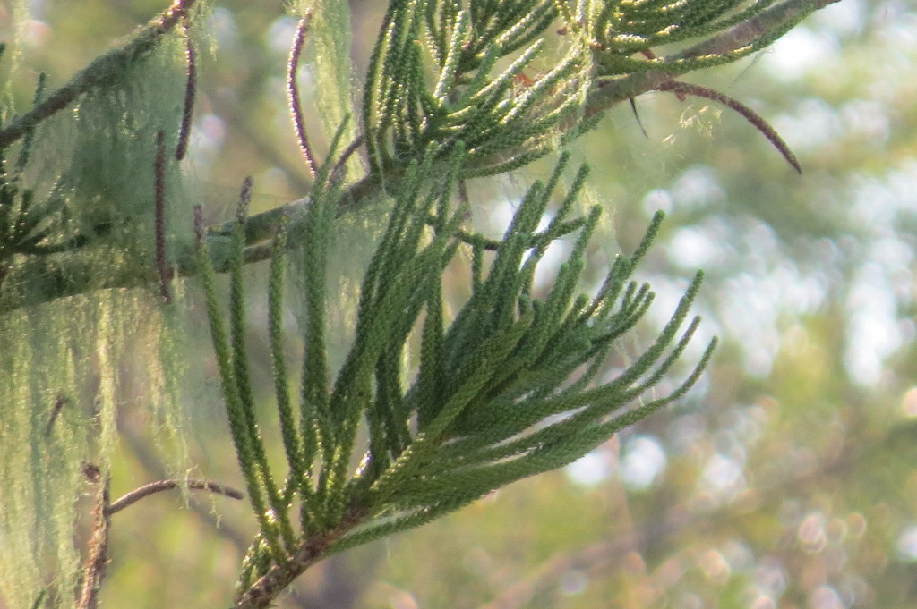 Eutacta from Janes Drive. Fakahatchee Strand State, FL, USA on June 16 ...