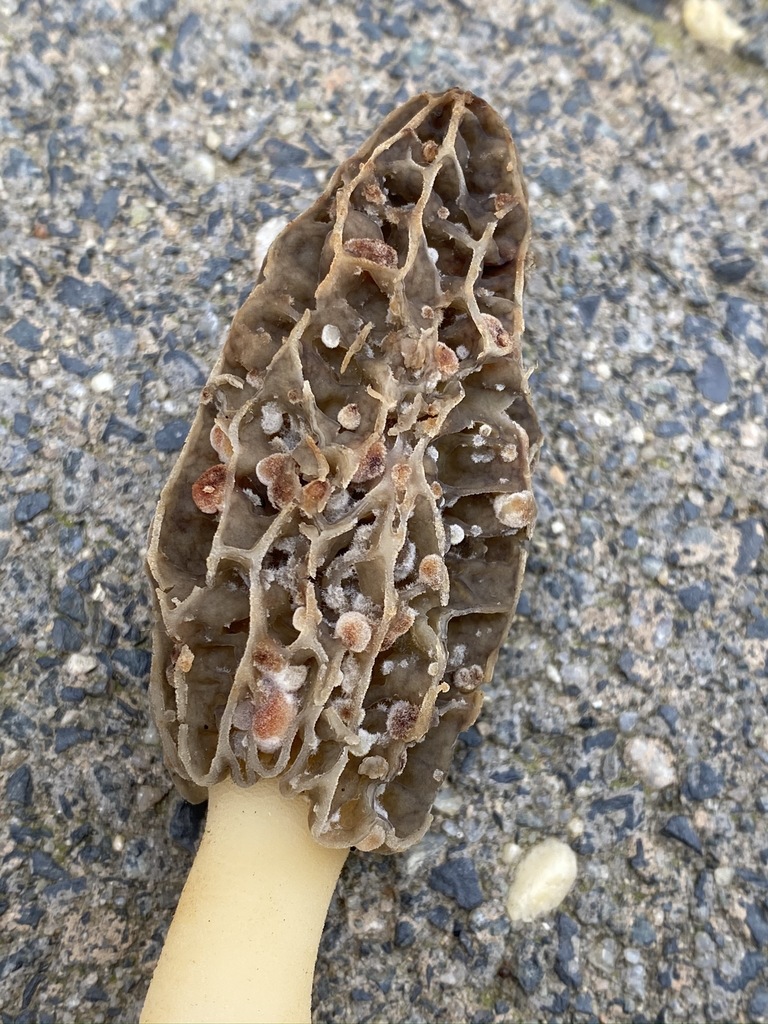 Mes-2 from Stelle Rd., Chesterfield, New Jersey, USA on April 28, 2020 ...