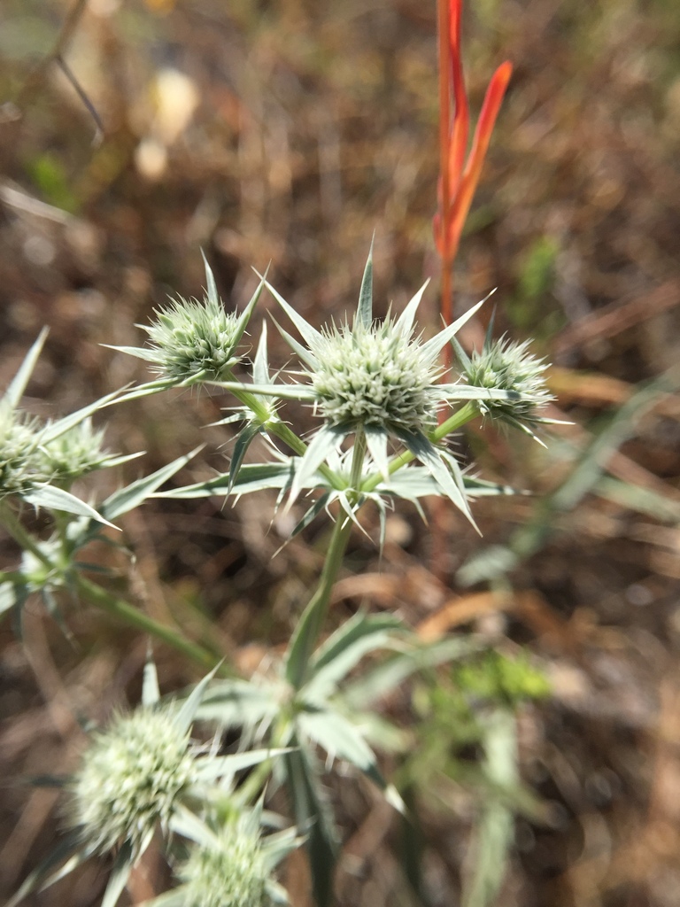 Delta Coyote-thistle from Mount Diablo, Clayton, CA, US on June 16 ...