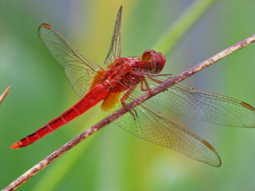 Scarlet Skimmer from Singapore on April 18, 2014 at 07:44 AM by ...
