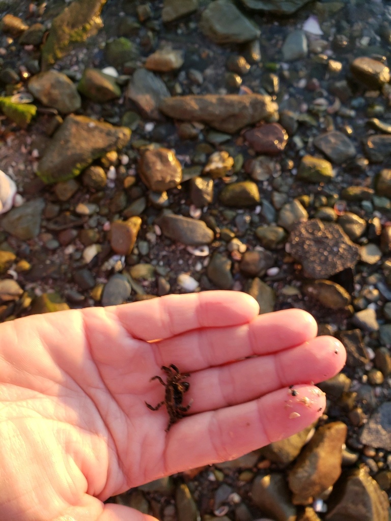 Asian Shore Crab from Claire D. McIntosh Refuge, Bristol, RI, US on ...