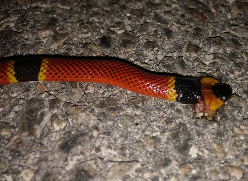 Variable Coralsnake (Micrurus diastema) - Snakes and Lizards
