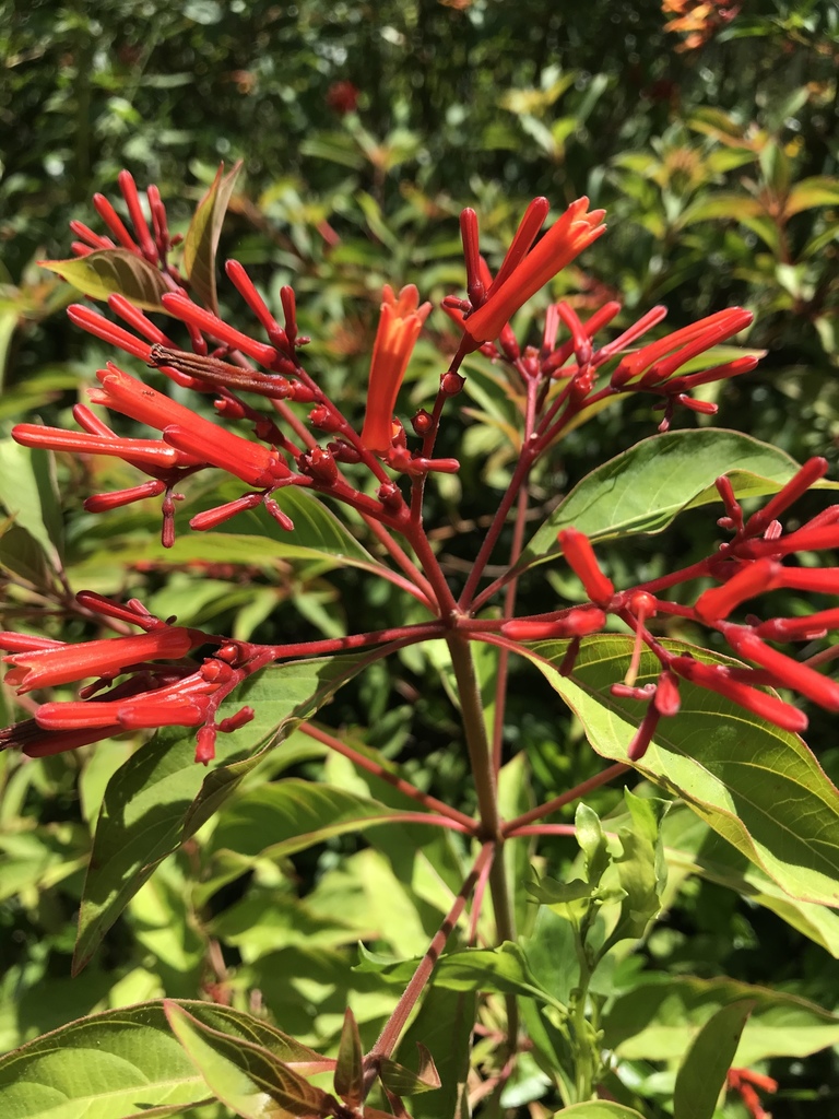 Florida firebush from De Soto National Memorial, Bradenton, FL, US on ...
