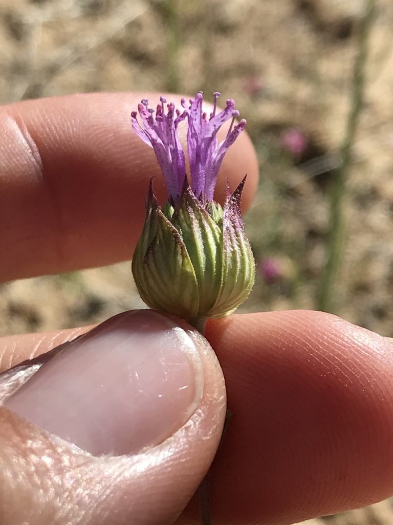 (Monardella breweri breweri) - Botanical Realm