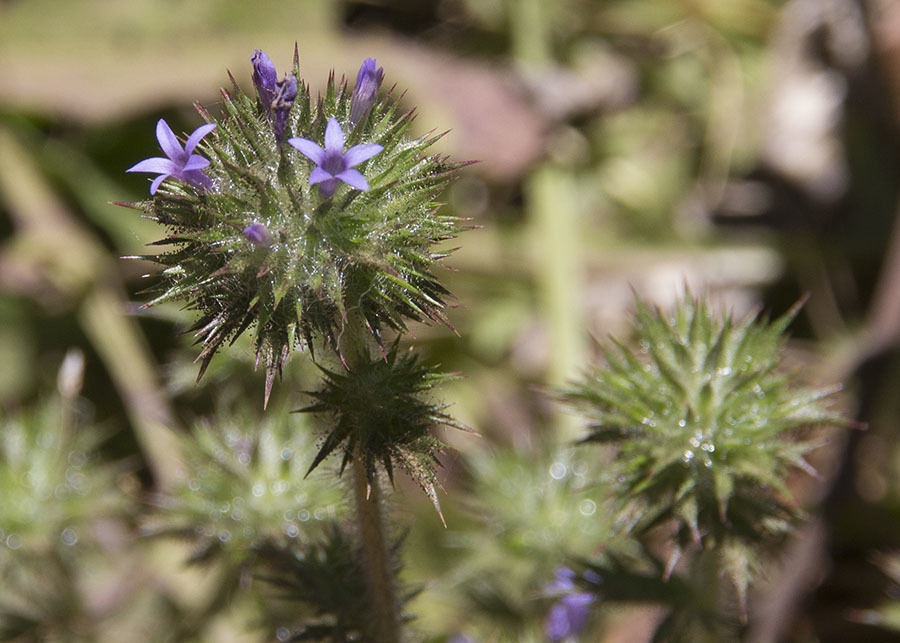 Skunkweed (Navarretia squarrosa) - Botanical Realm