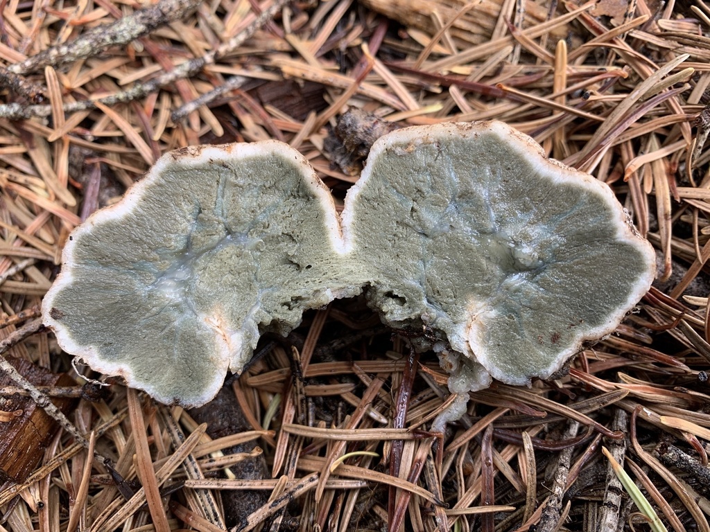 Trappea darkeri from Modoc National Forest, Macdoel, CA, US on June 13 ...