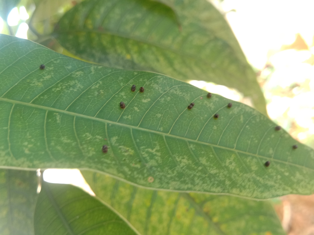 Mango Leaf-Gall Midge in June 2020 by Kevin S. Zebua · iNaturalist